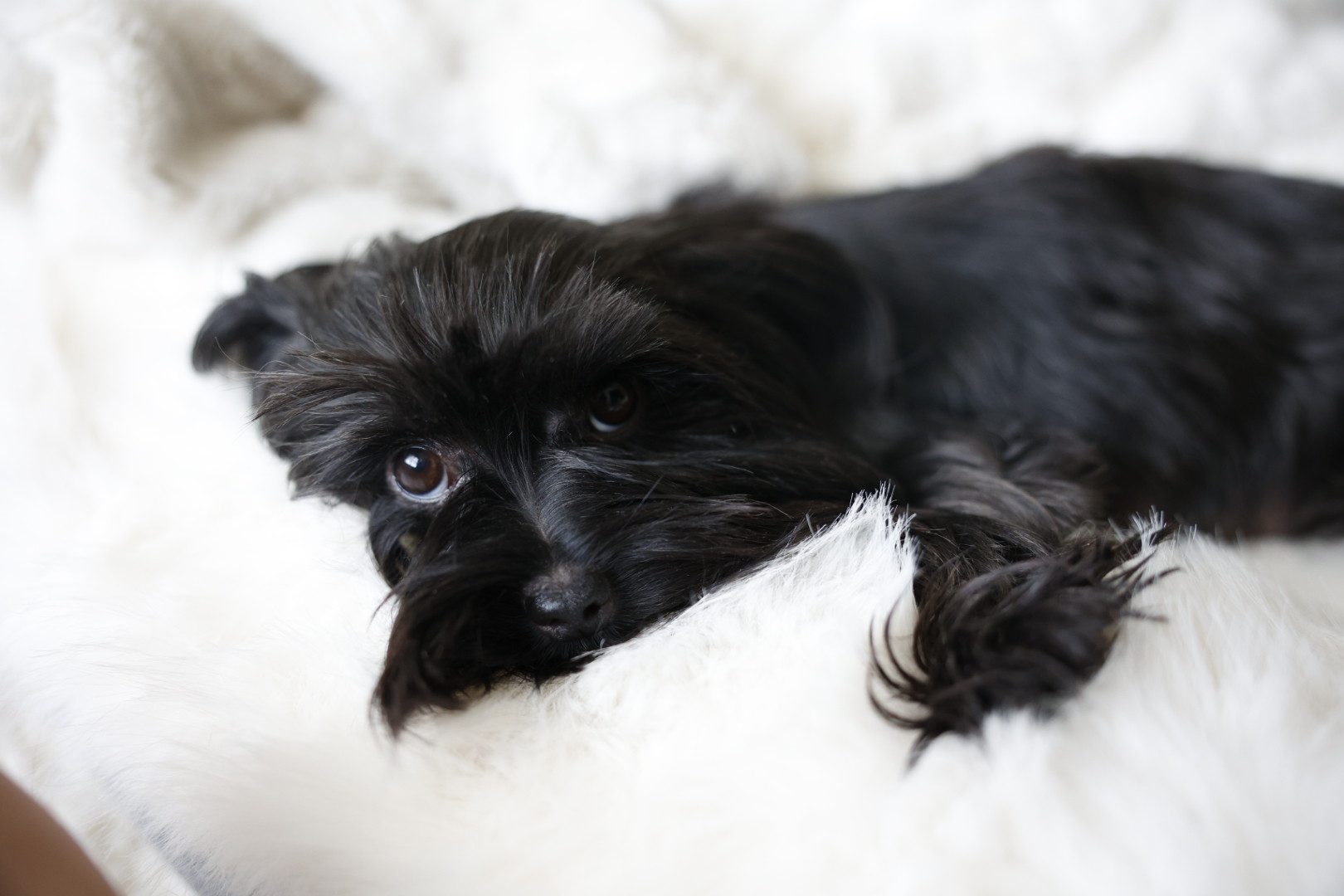 About – Precious Yorkie Pups