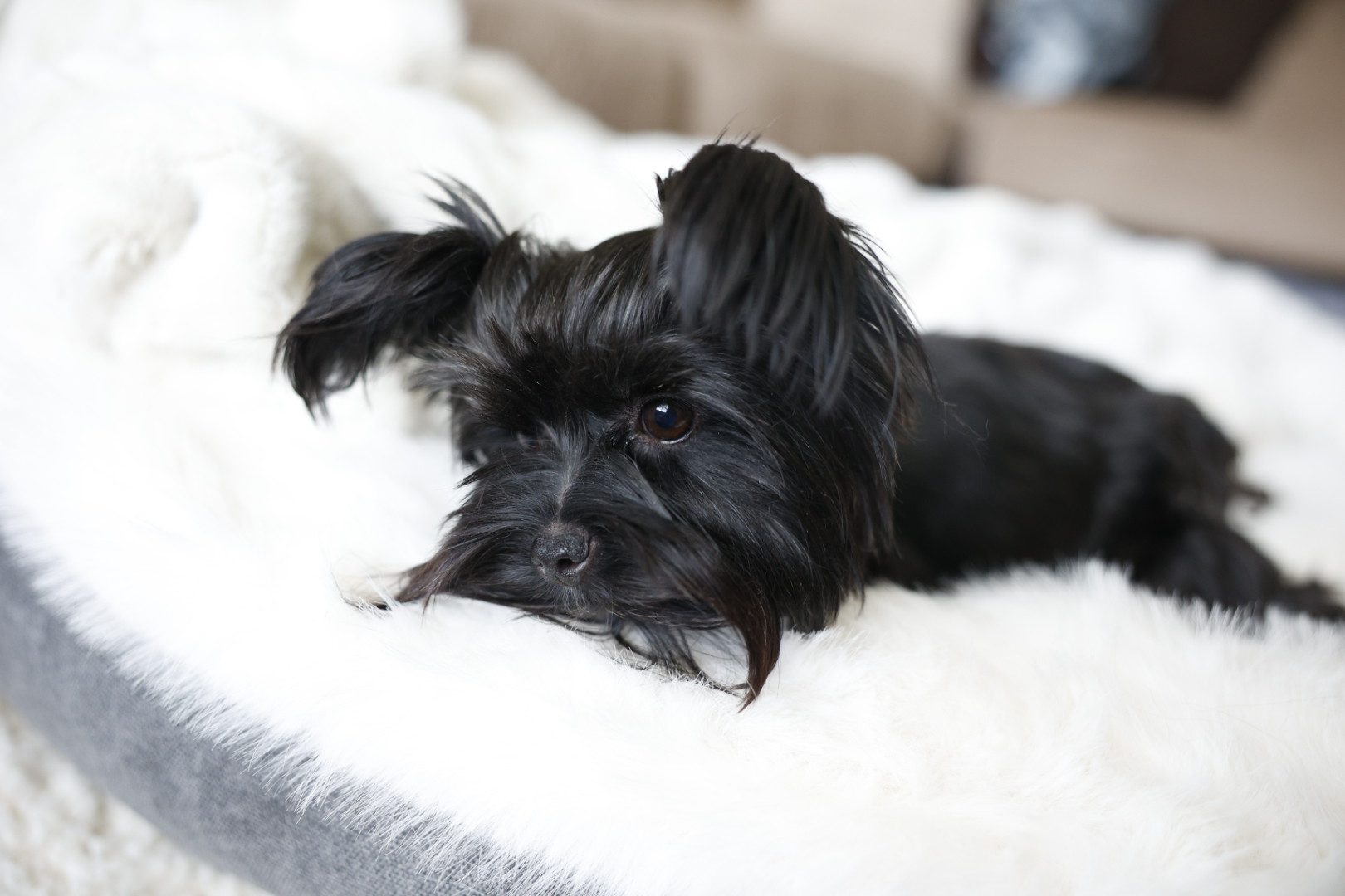 About – Precious Yorkie Pups