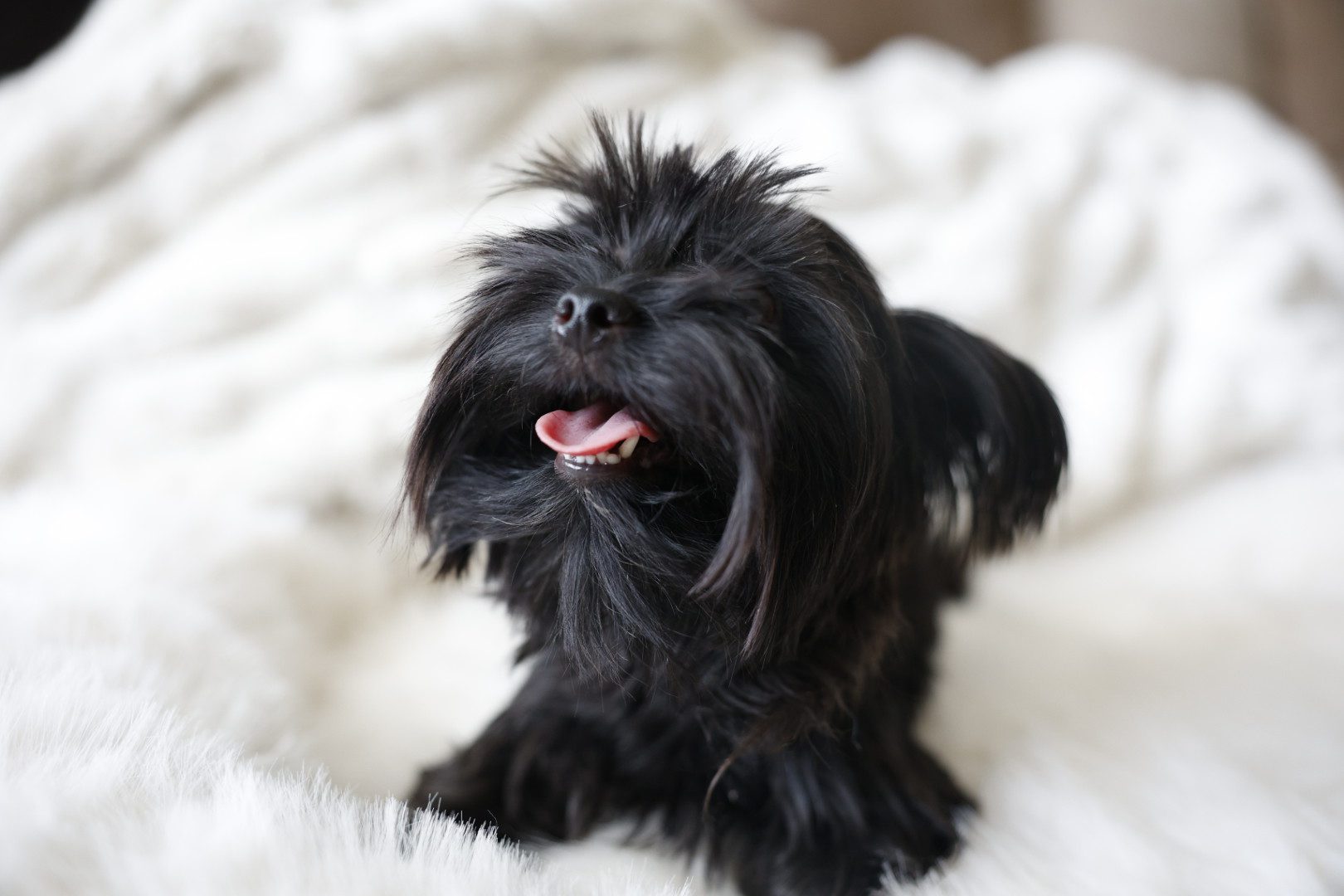 About – Precious Yorkie Pups