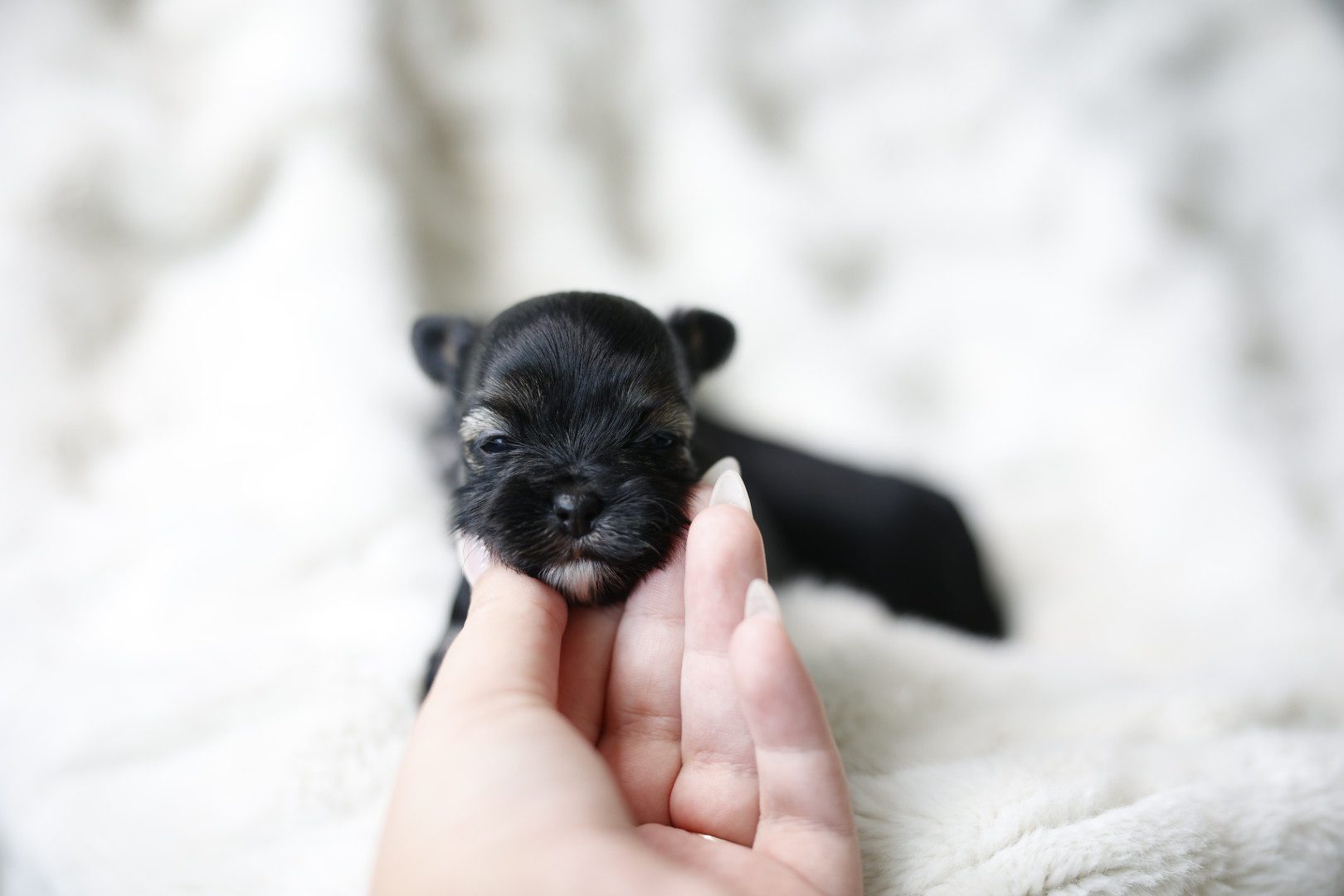 About – Precious Yorkie Pups