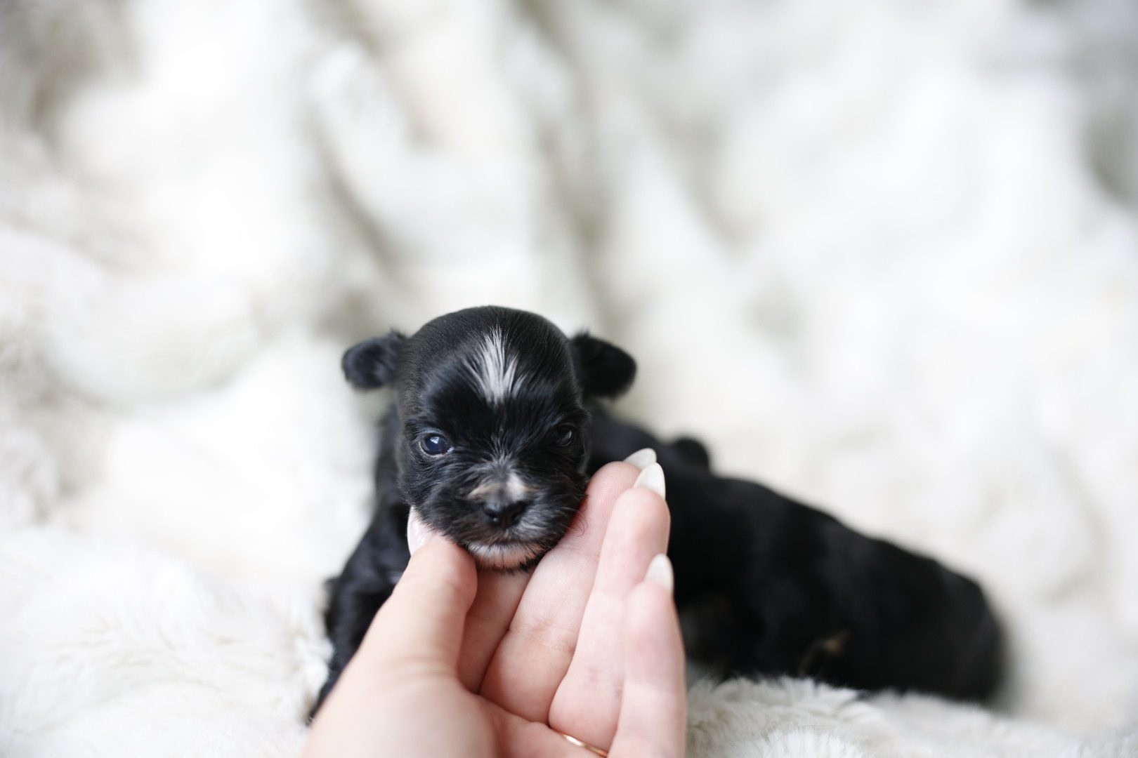 About – Precious Yorkie Pups