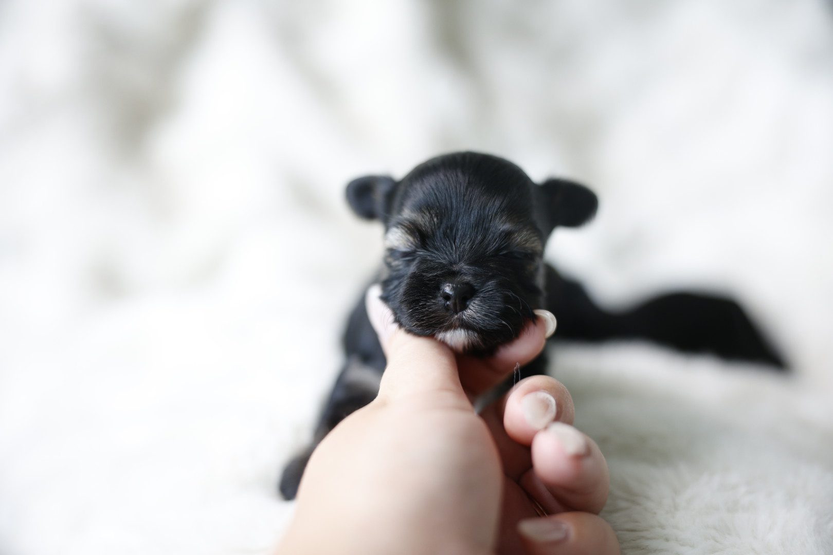 About – Precious Yorkie Pups