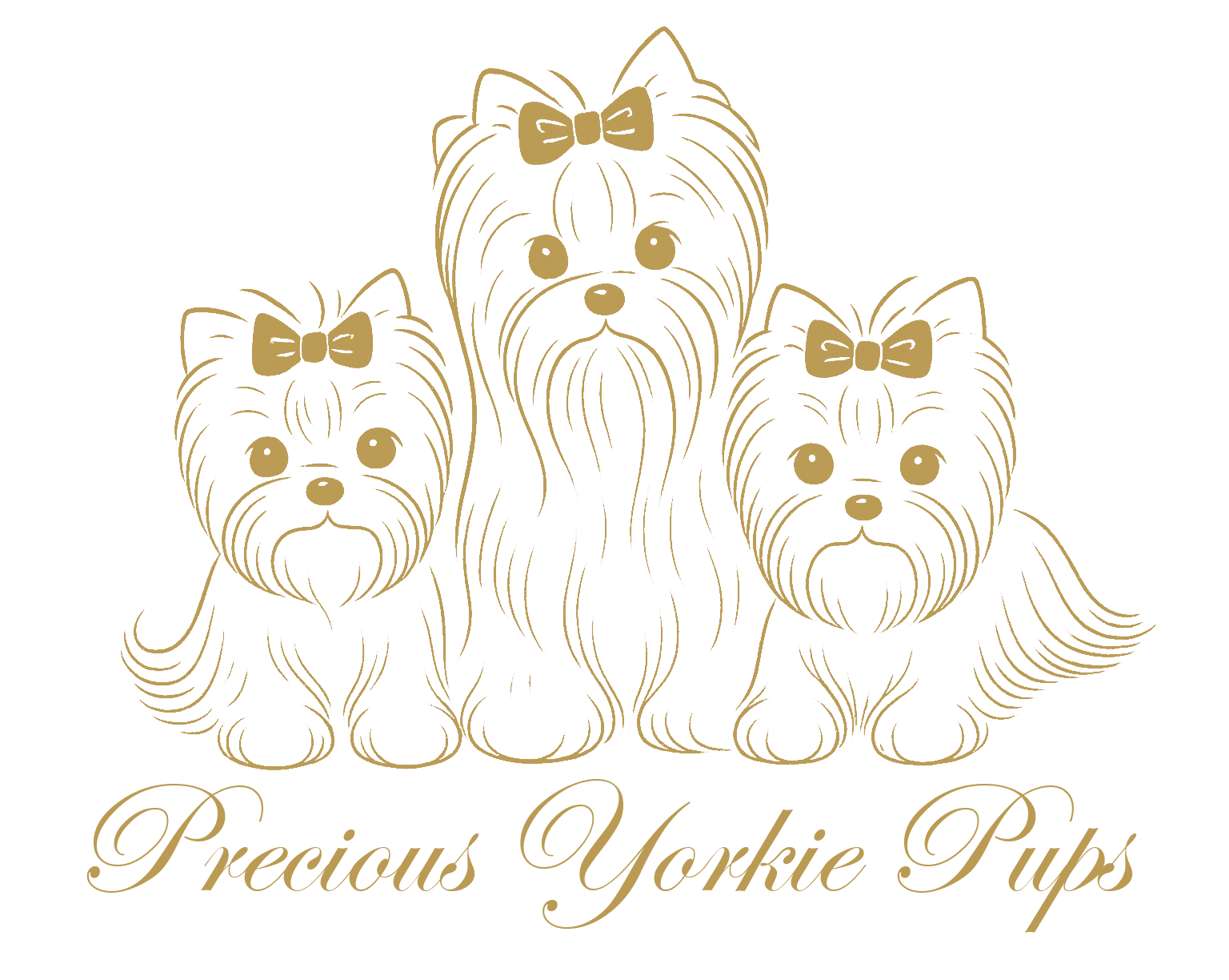 Pricing – Precious Yorkie Pups