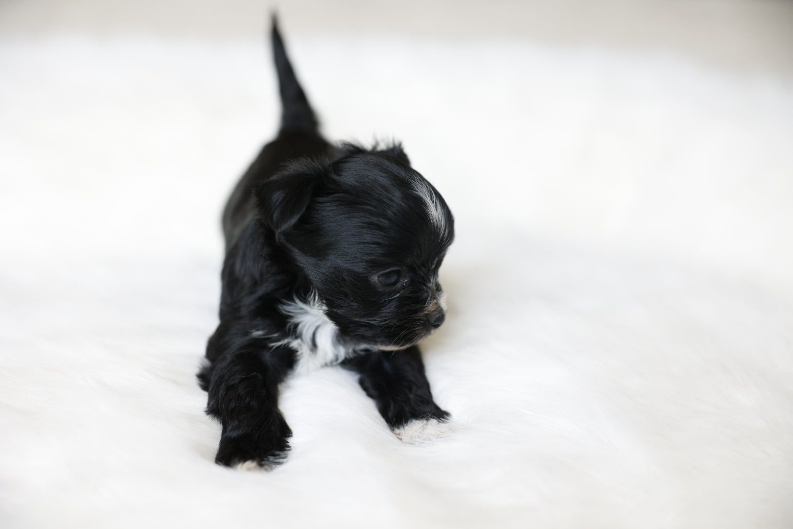 Upcoming Puppies – Precious Yorkie Pups